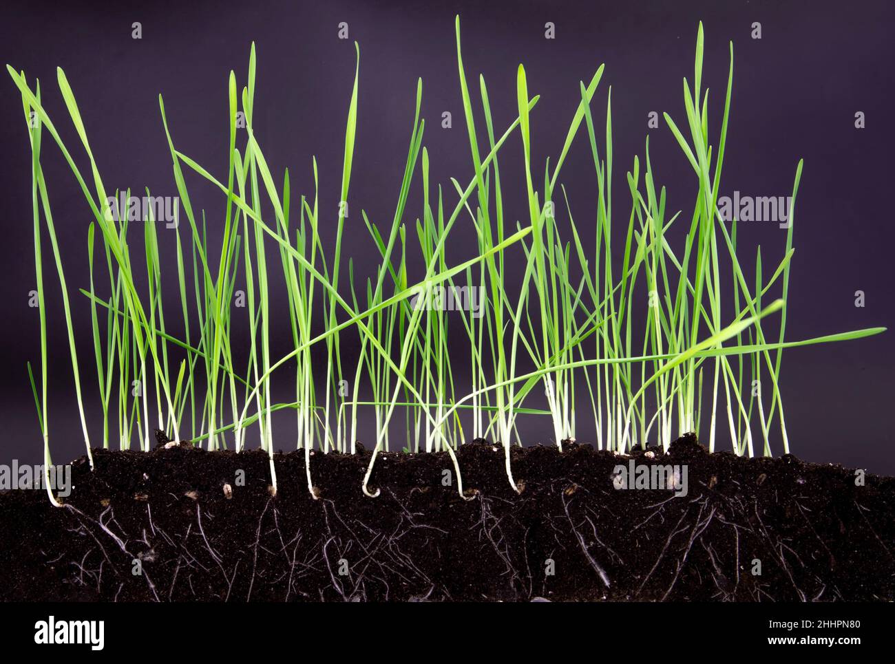 Plant roots underground hi-res stock photography and images - Alamy