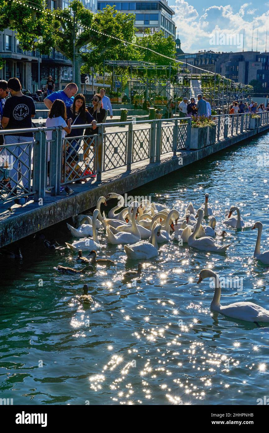 Feeding swans on the beach of Geneva lake. Geneva, Switzerland Stock ...