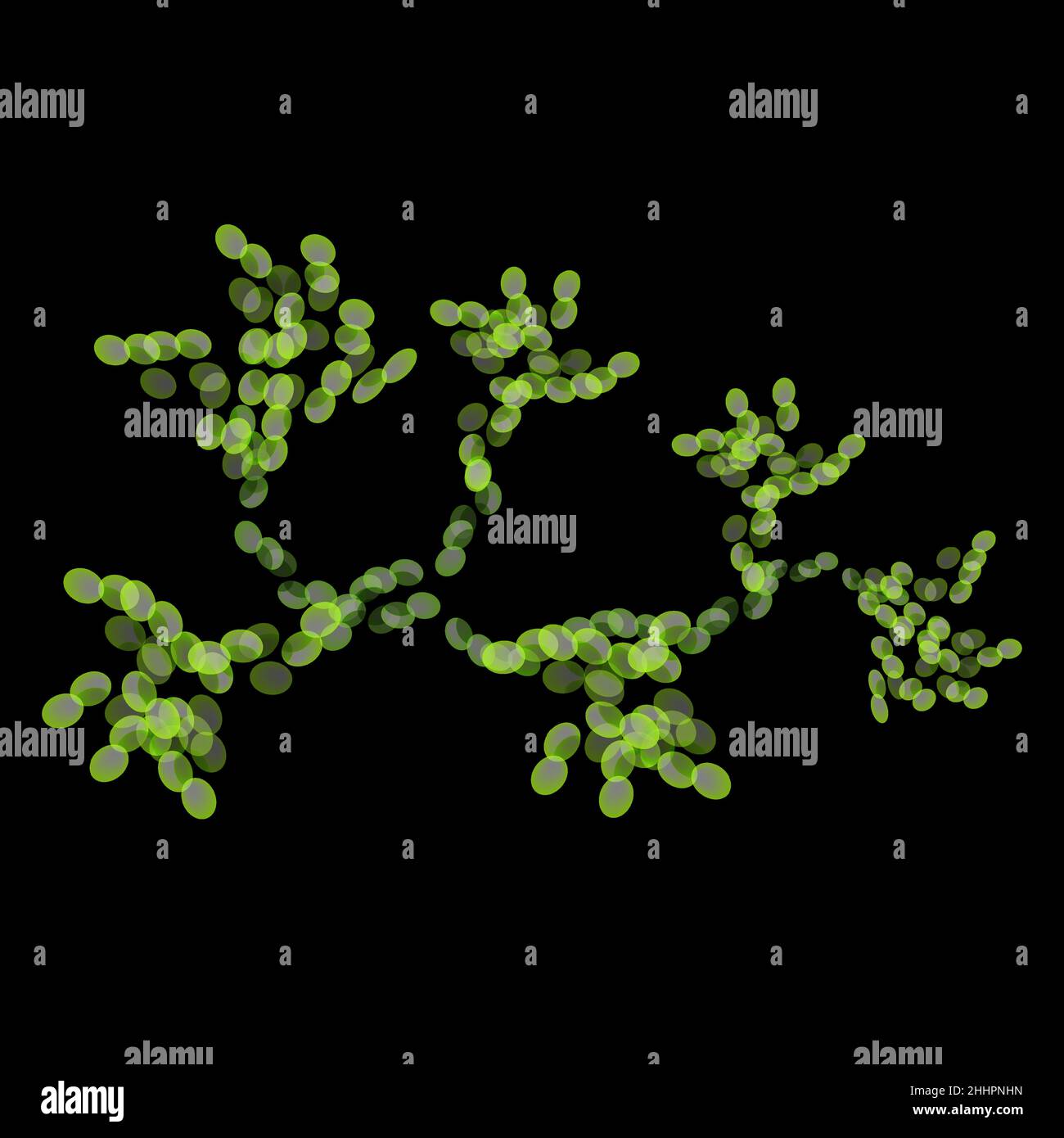 C. brumptii candida. Pathogenic yeast-like fungi of the Candida type ...