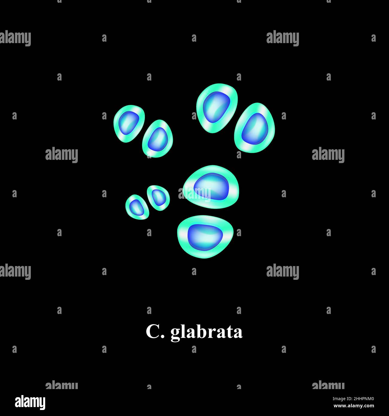 C. glabrata candida. Pathogenic yeast-like fungi of the Candida type ...
