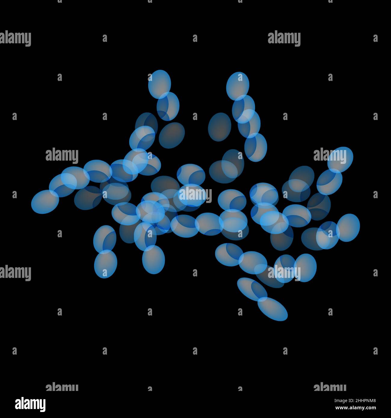C. guilliermondii candida. Pathogenic yeast-like fungi of the Candida ...