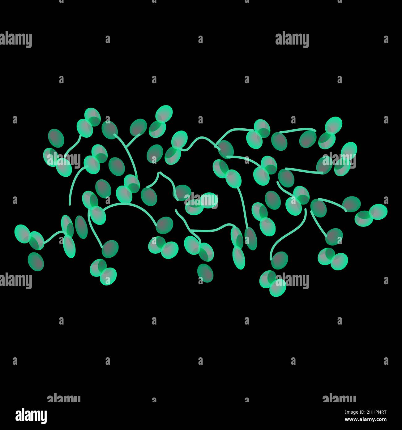 C. dubliniensis candida. Pathogenic yeast-like fungi of the Candida ...