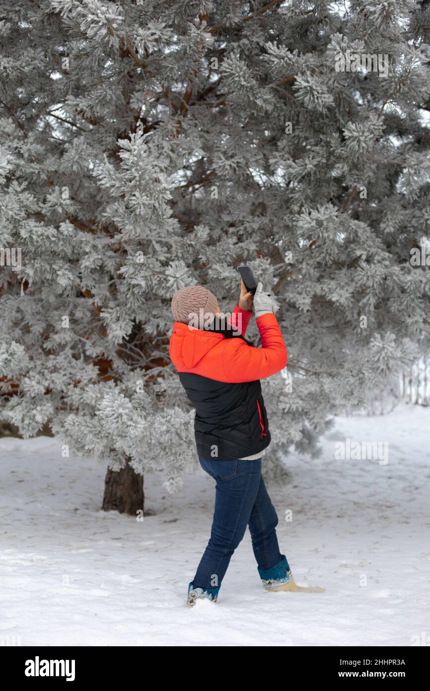 Caucasian middle-aged woman making photo of fir tree with phone ...