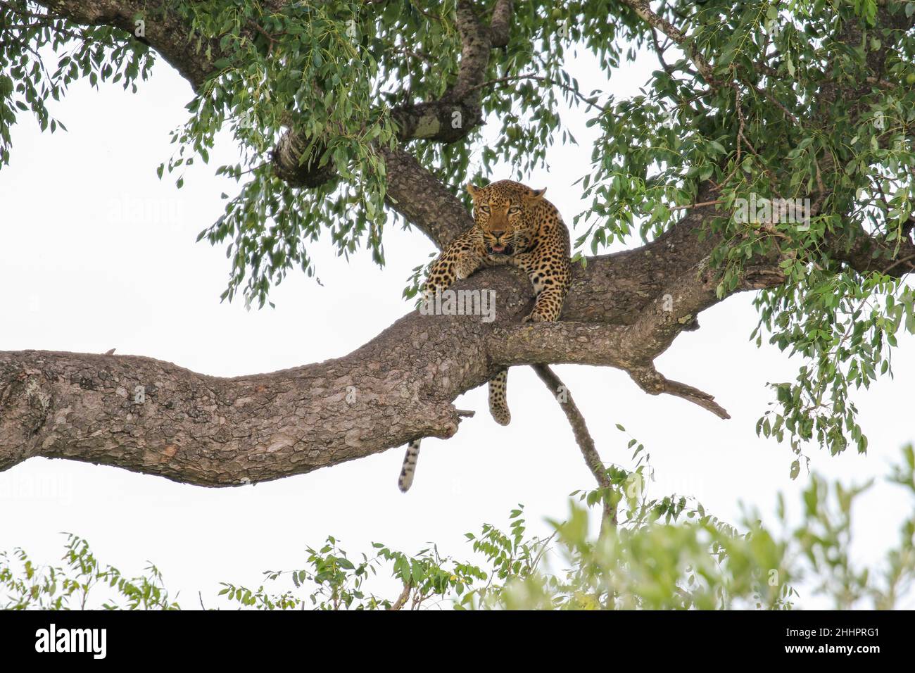 Kruger national park leopard hi-res stock photography and images - Alamy