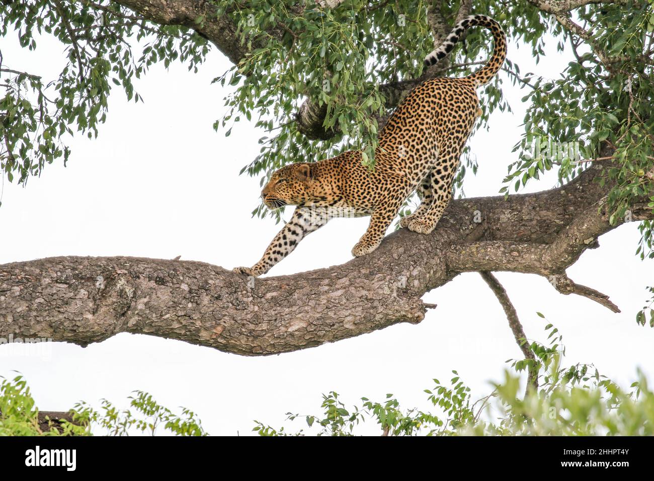 Leopard in tree in Kruger National Park Stock Photo - Alamy