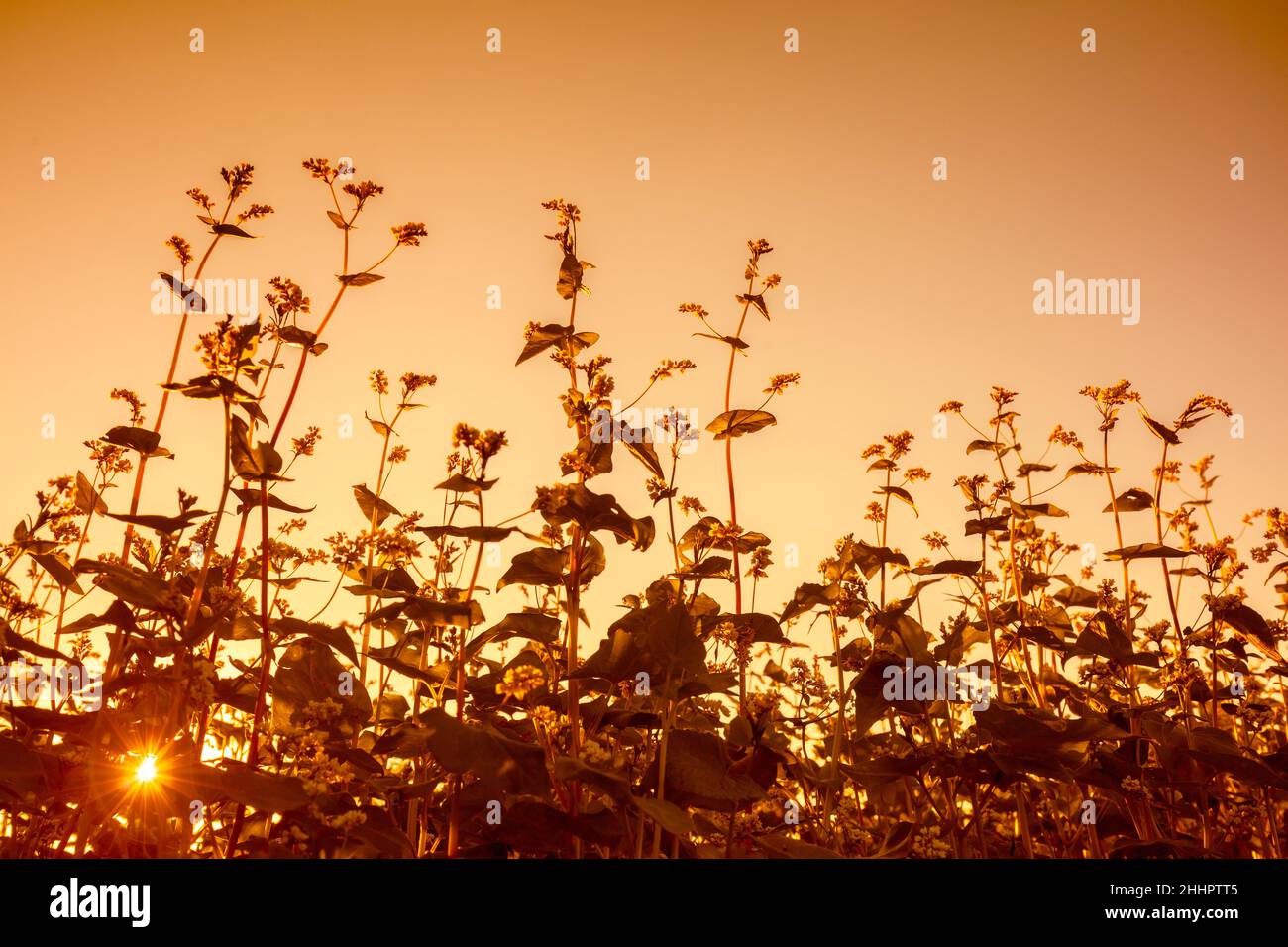 Buckwheat field against the evening sky at sunset. Nature background ...