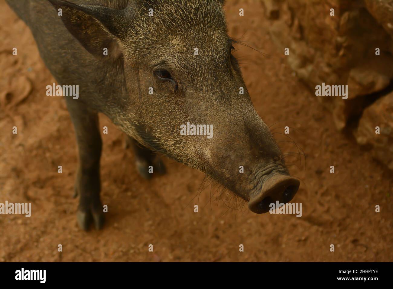 Close up Wild Boar Stock Photo - Alamy