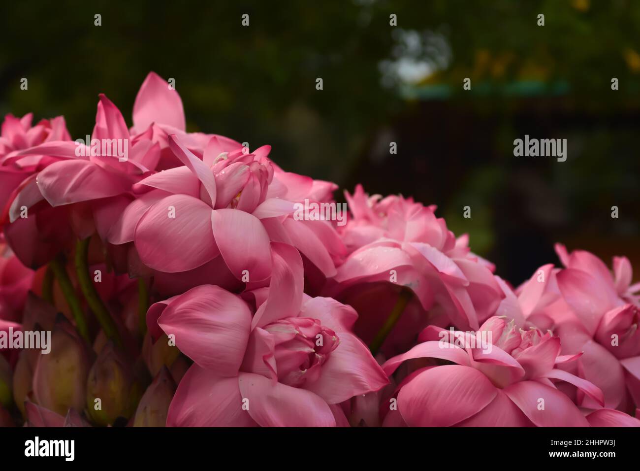 Close up Beautiful lotus flower Stock Photo - Alamy