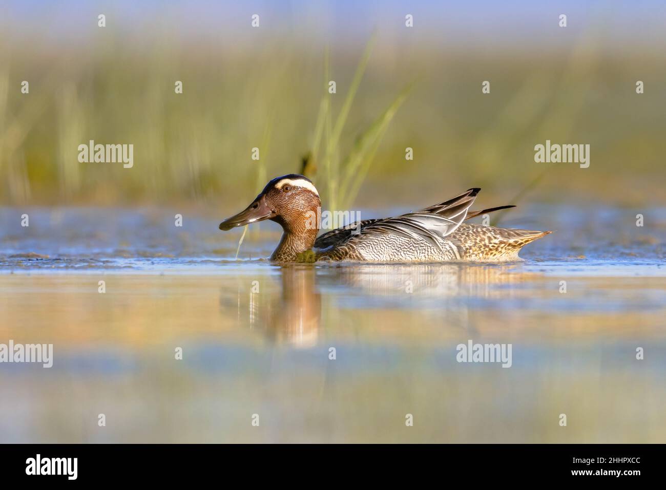 Dabbling duck hi-res stock photography and images - Alamy