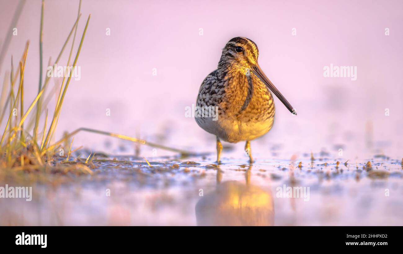 Common Snipe (Gallinago gallinago) is a small, stocky Wader native to ...