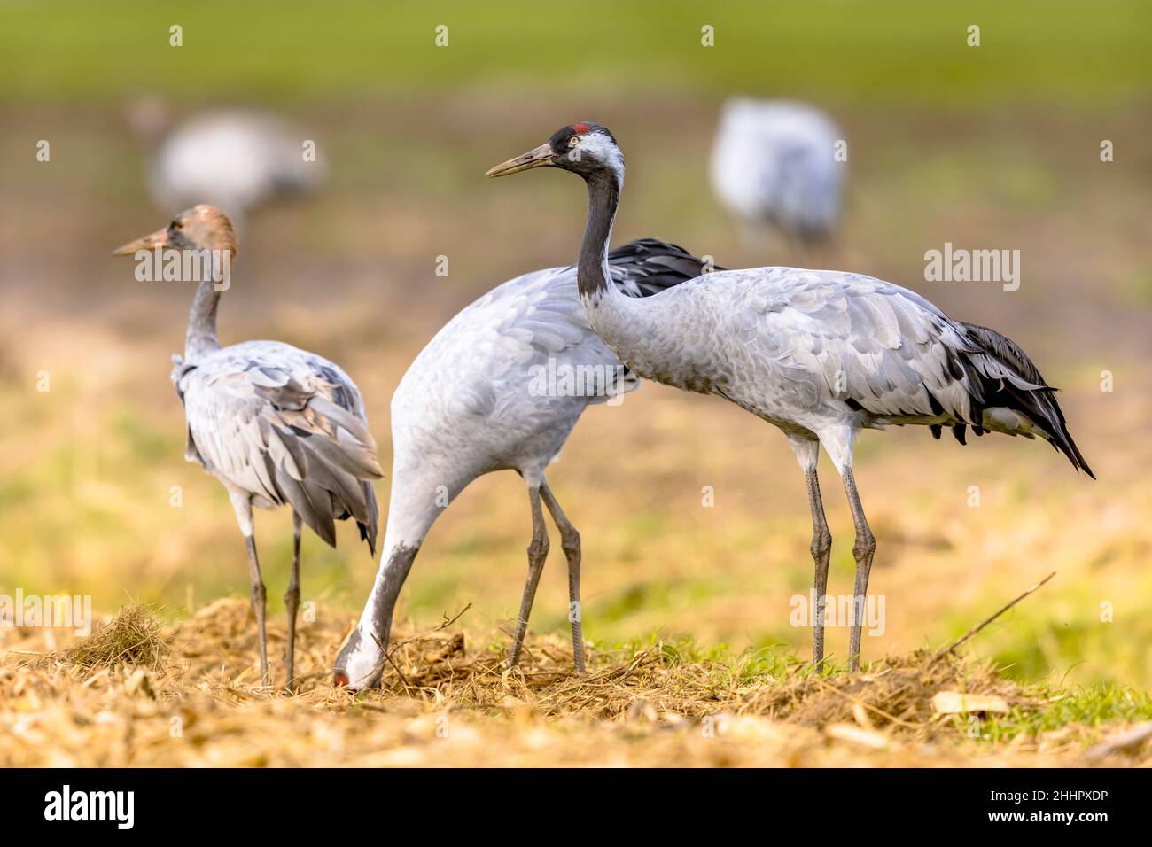 Common crane grus grus group hi-res stock photography and images - Alamy
