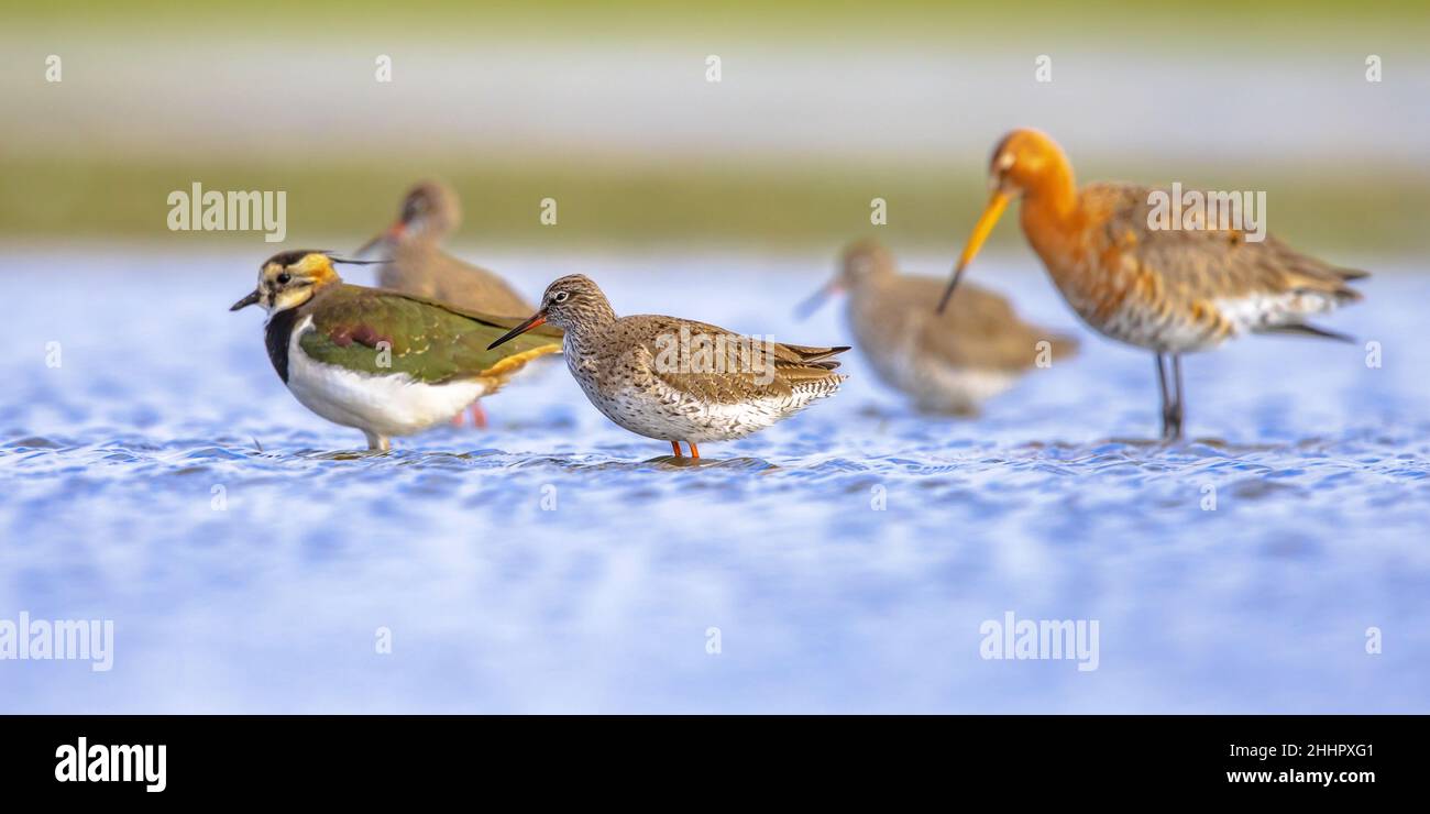 Migratory Wader Birds resting in Wetland on Migration route in the ...
