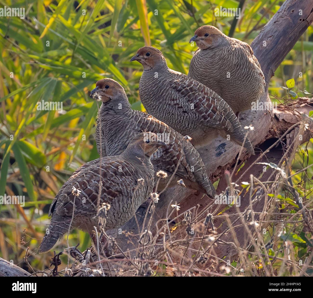 Row of francolin birds perched on a tree branch Stock Photo - Alamy