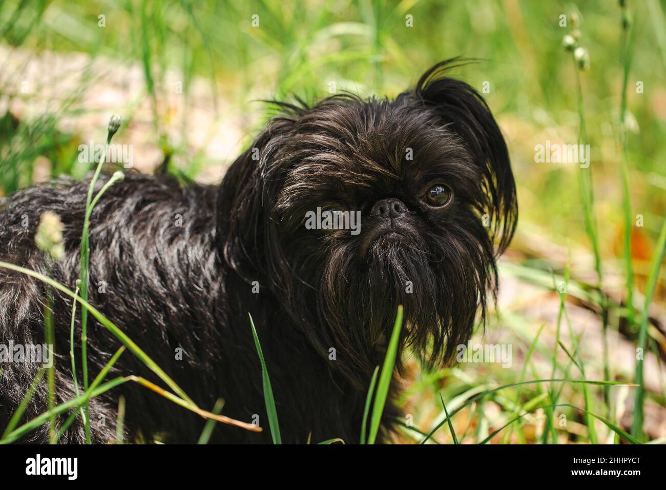 Cute black Brussels Griffon dog in a park Stock Photo - Alamy