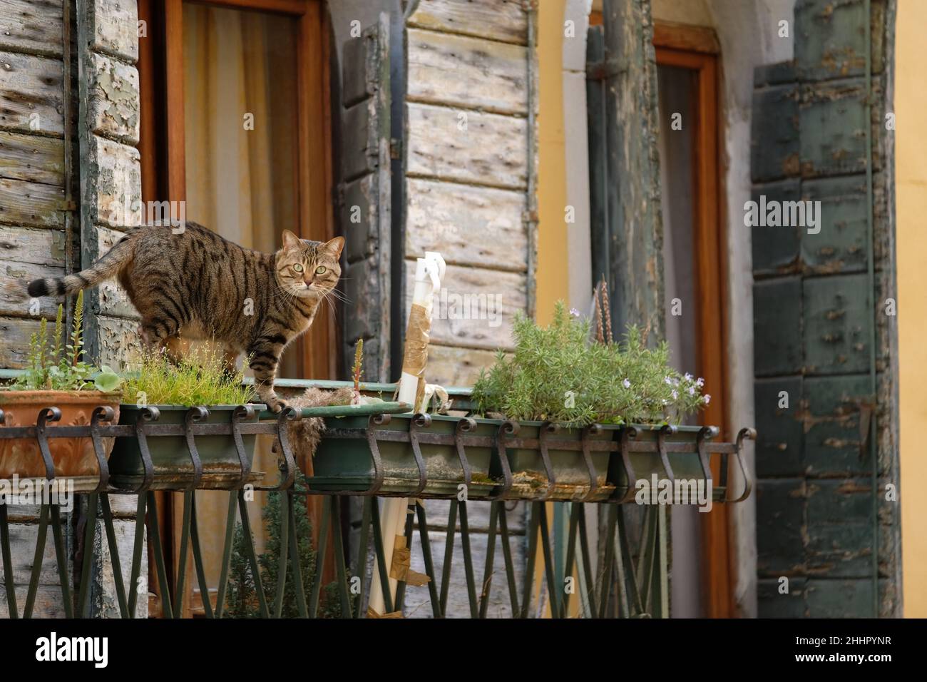 Venice animals hi-res stock photography and images - Alamy