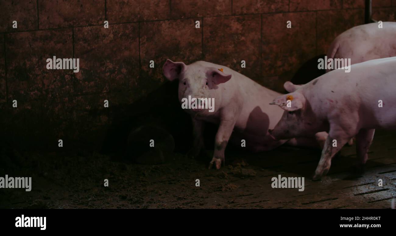 Pigs at Livestock farm. Pork Production, Livestock, Swine Stock Photo ...