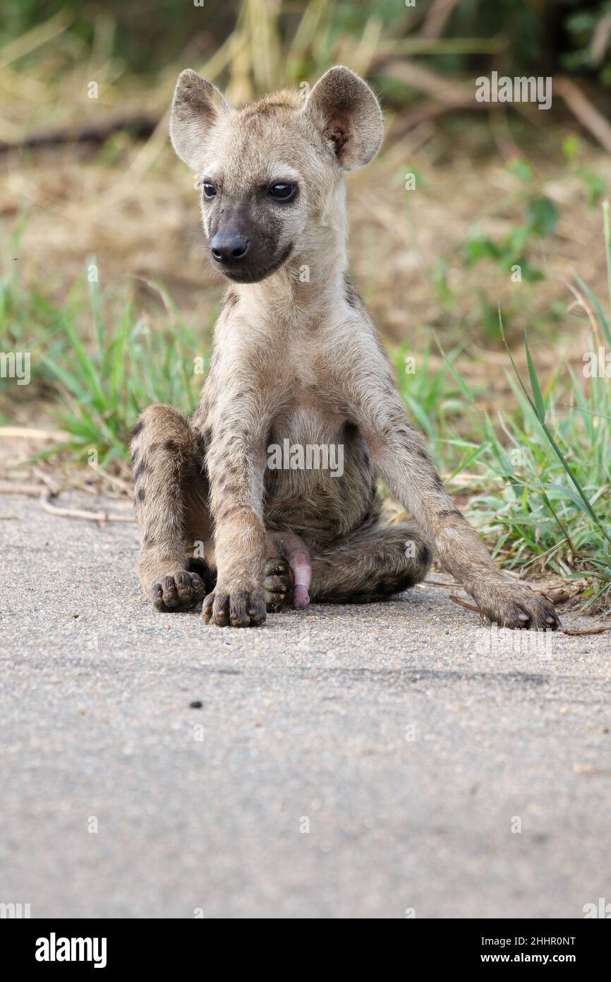 Young Spotted Hyena in the Kruger National Park Stock Photo - Alamy
