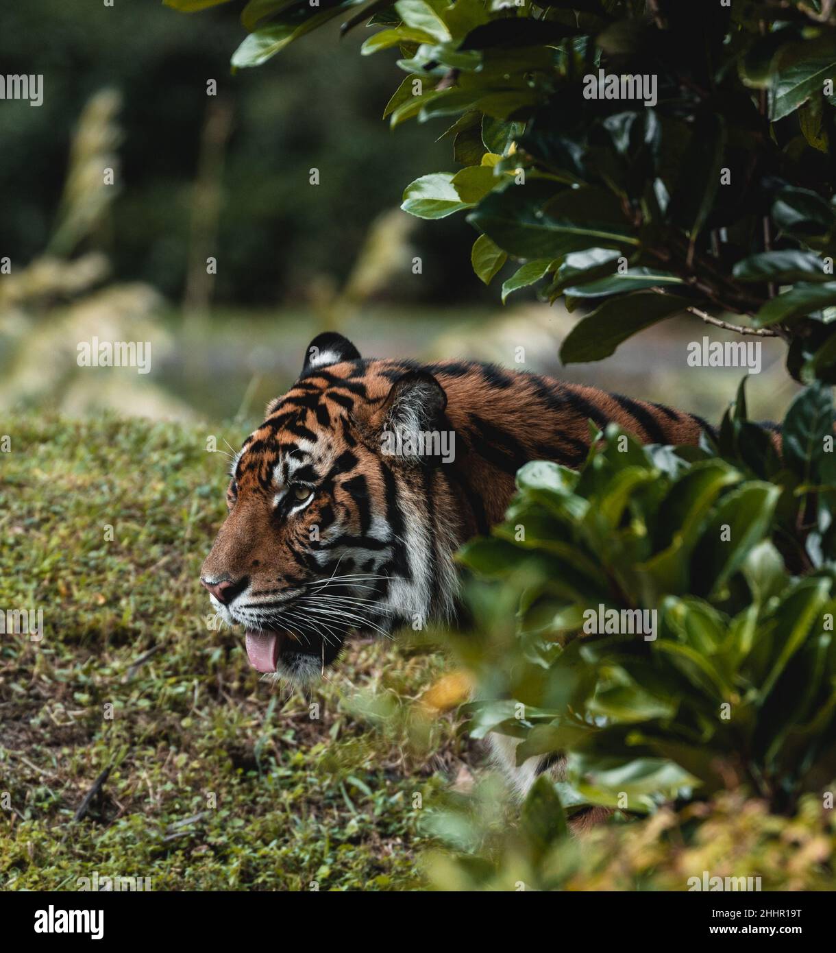 Jungle life of bengal tigers hi-res stock photography and images - Alamy