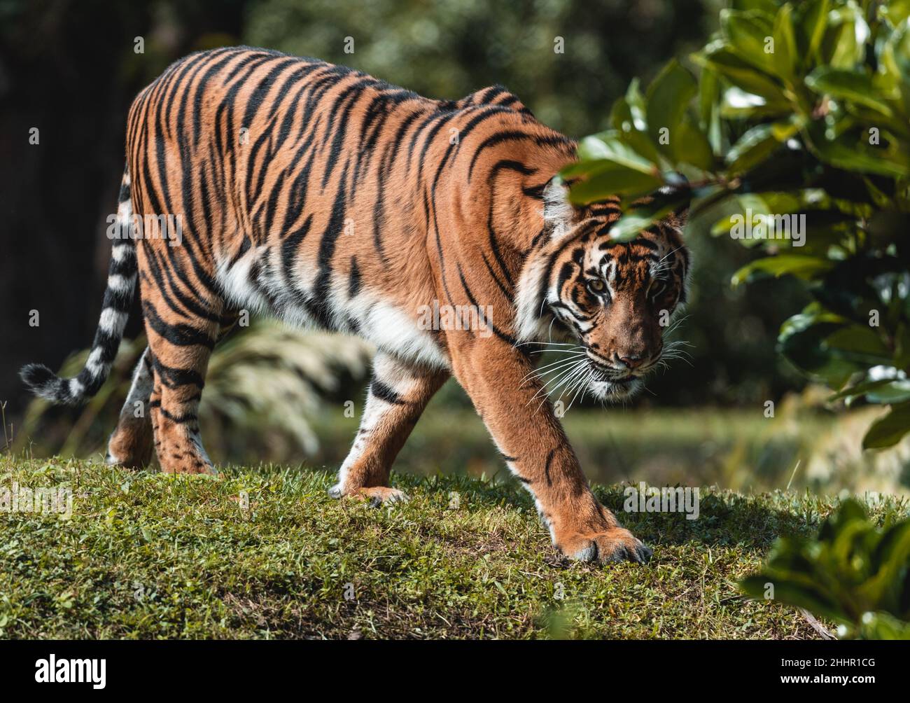 Tiger photography hi-res stock photography and images - Alamy