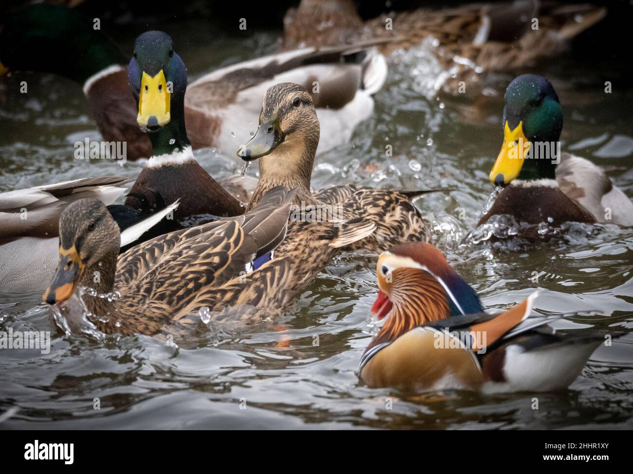 Hickling Basin Leicestershire January 24th 2021: Drake Mandarin (duck ...