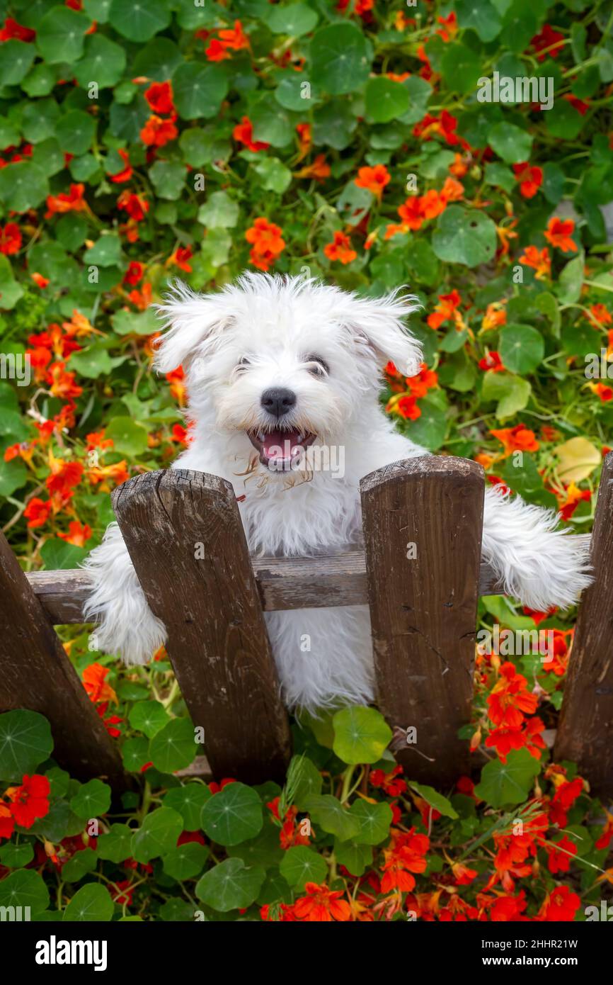 Dog in flowers hi-res stock photography and images - Alamy