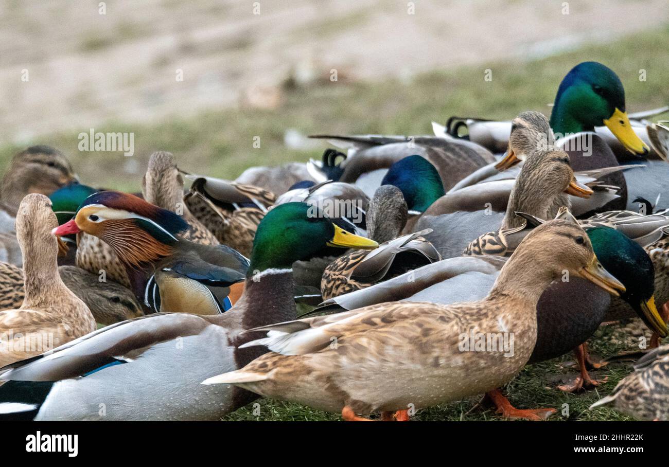 Hickling Basin Leicestershire January 24th 2021: Drake Mandarin (duck ...