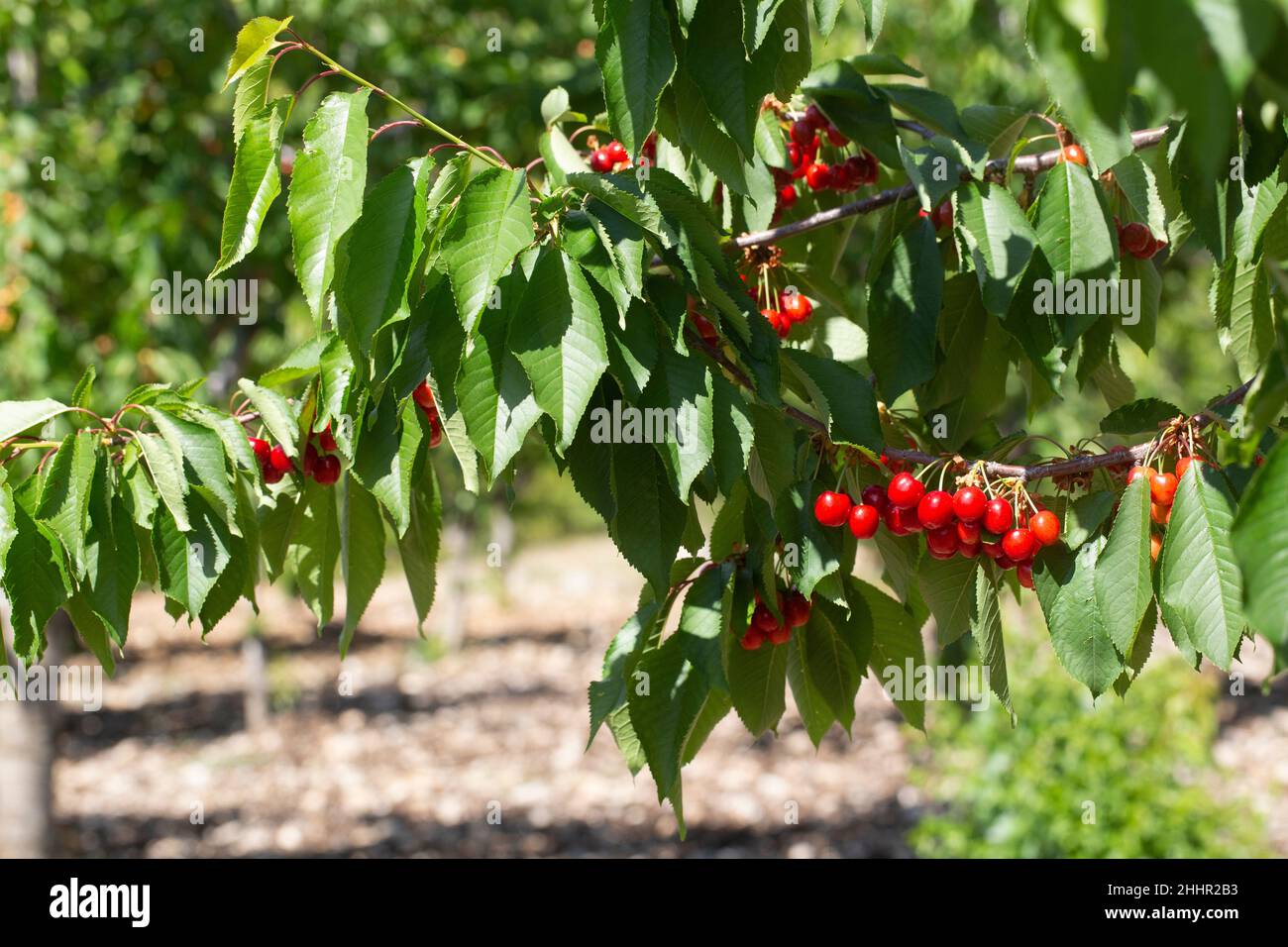 Fresh cherry fruit in cherry tree, Kemalpasa - Turkey Stock Photo - Alamy