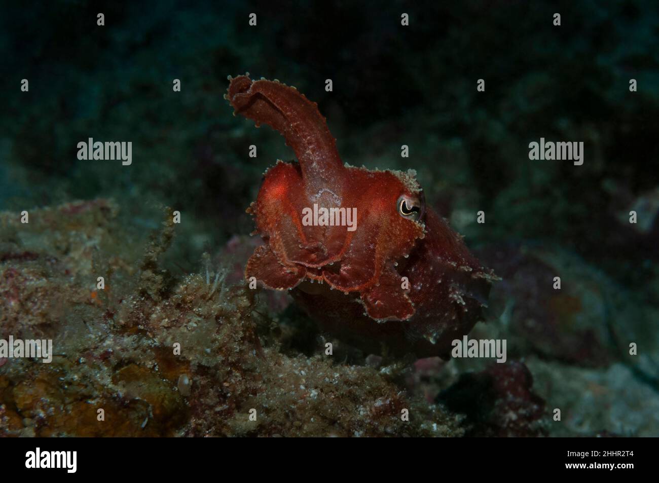 Needle cuttlefish (Sepia aculeata (Lat)) against dark background with a ...