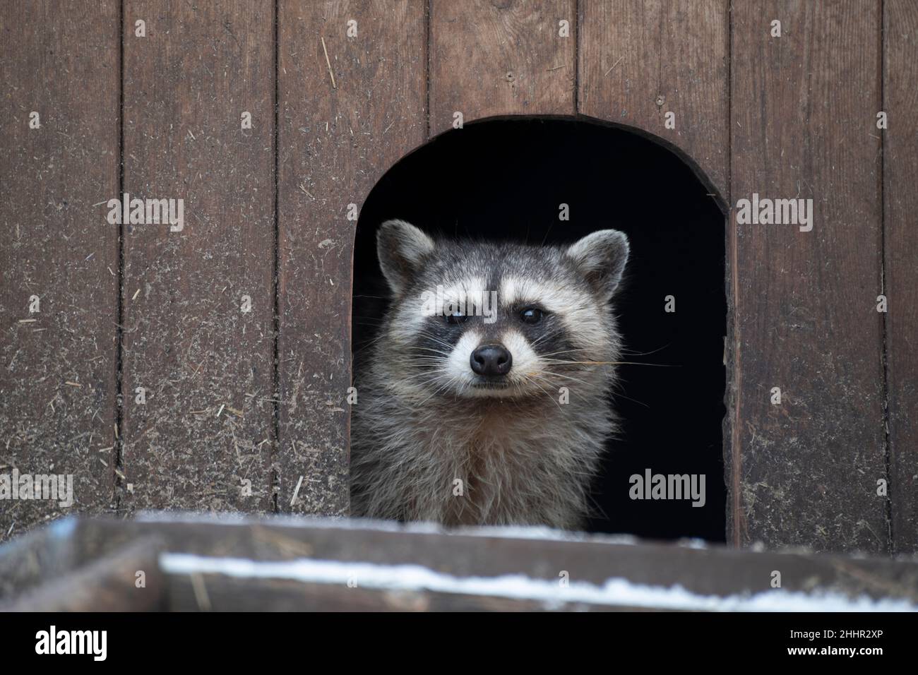 Raccoon head hi-res stock photography and images - Alamy