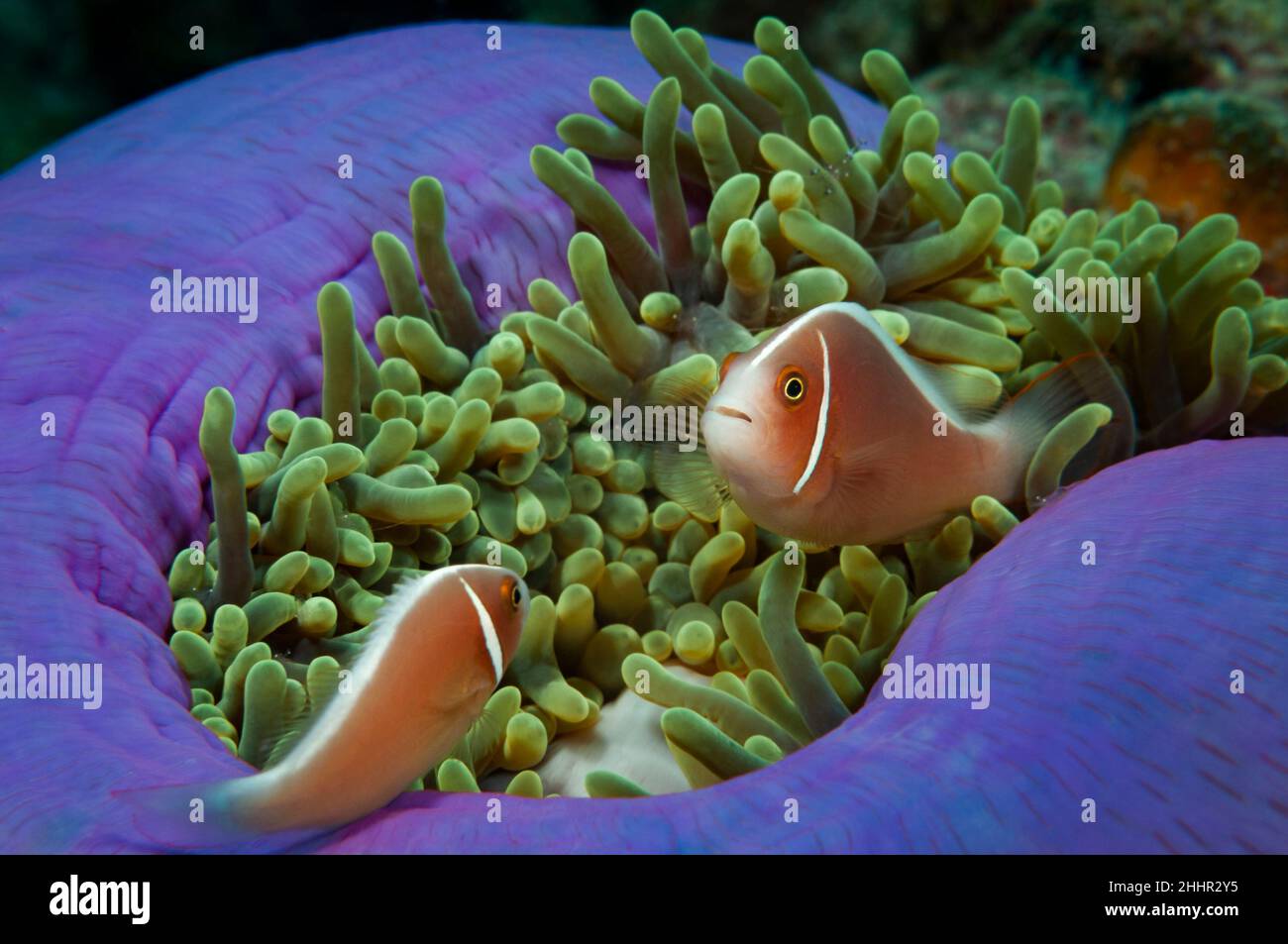 Two pink anemonefish are hiding inside anemone, Panglao, Philippines ...