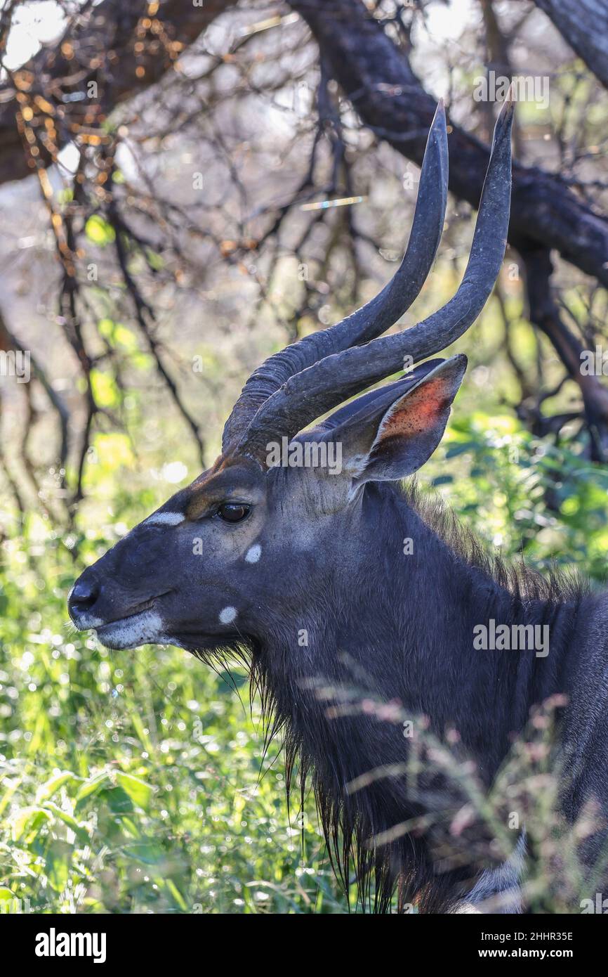 Nyala Bull in the Kruger National park Stock Photo - Alamy
