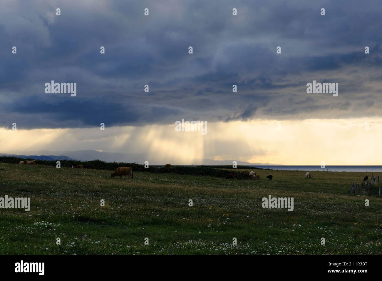 Grazing cows at sunset hi-res stock photography and images - Alamy