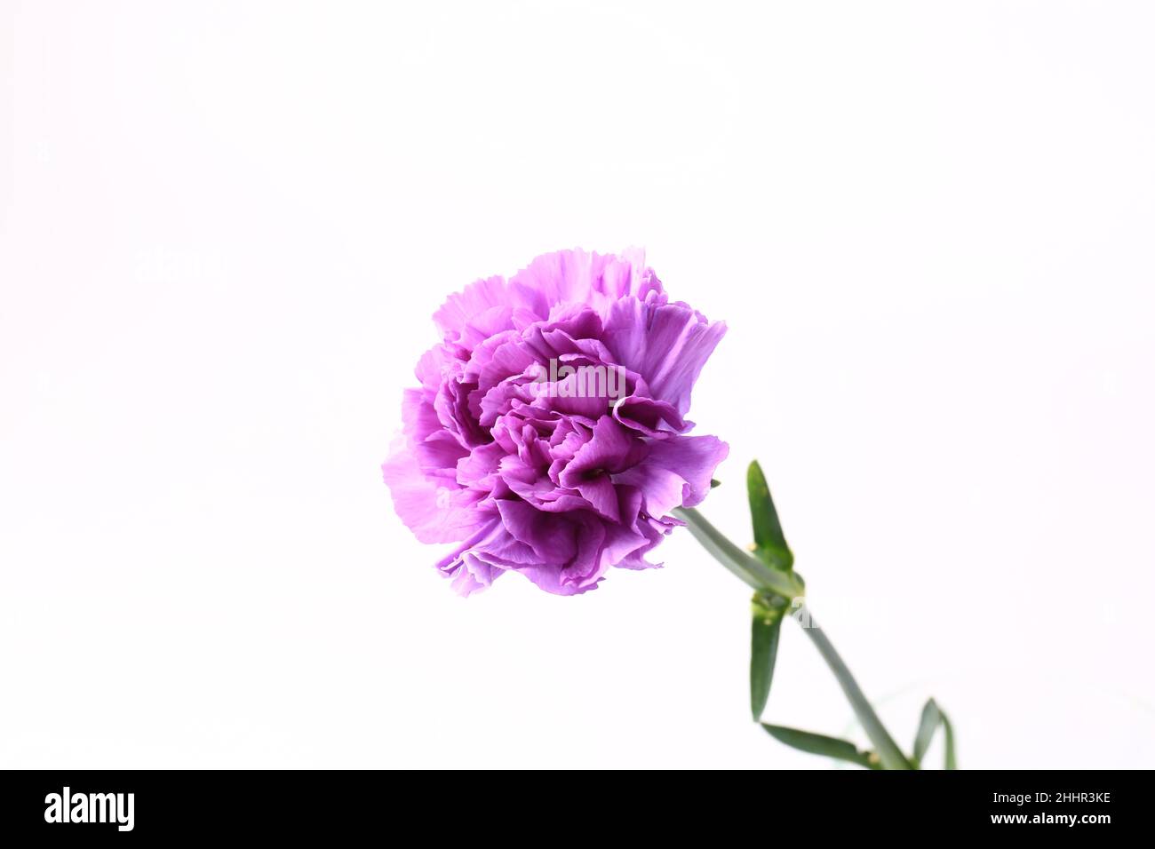purple carnation on a white background Stock Photo - Alamy