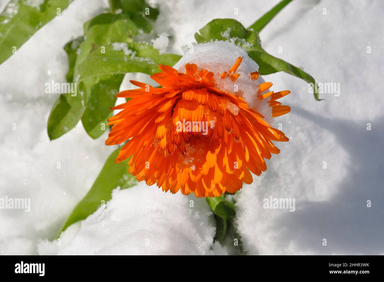 Marigold under the snow in Brittany Stock Photo - Alamy