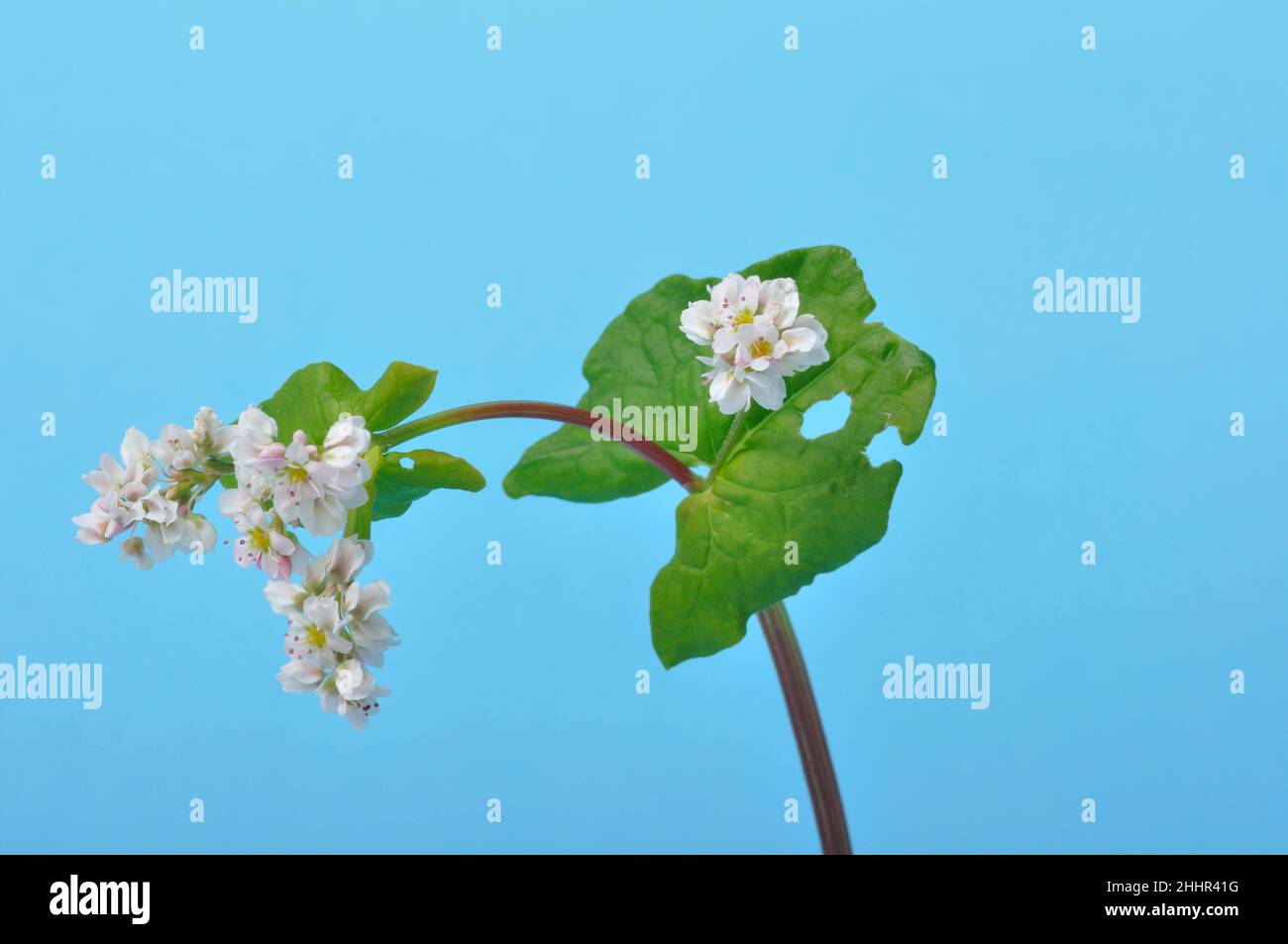 buckwheat in bloom on blue background Stock Photo - Alamy