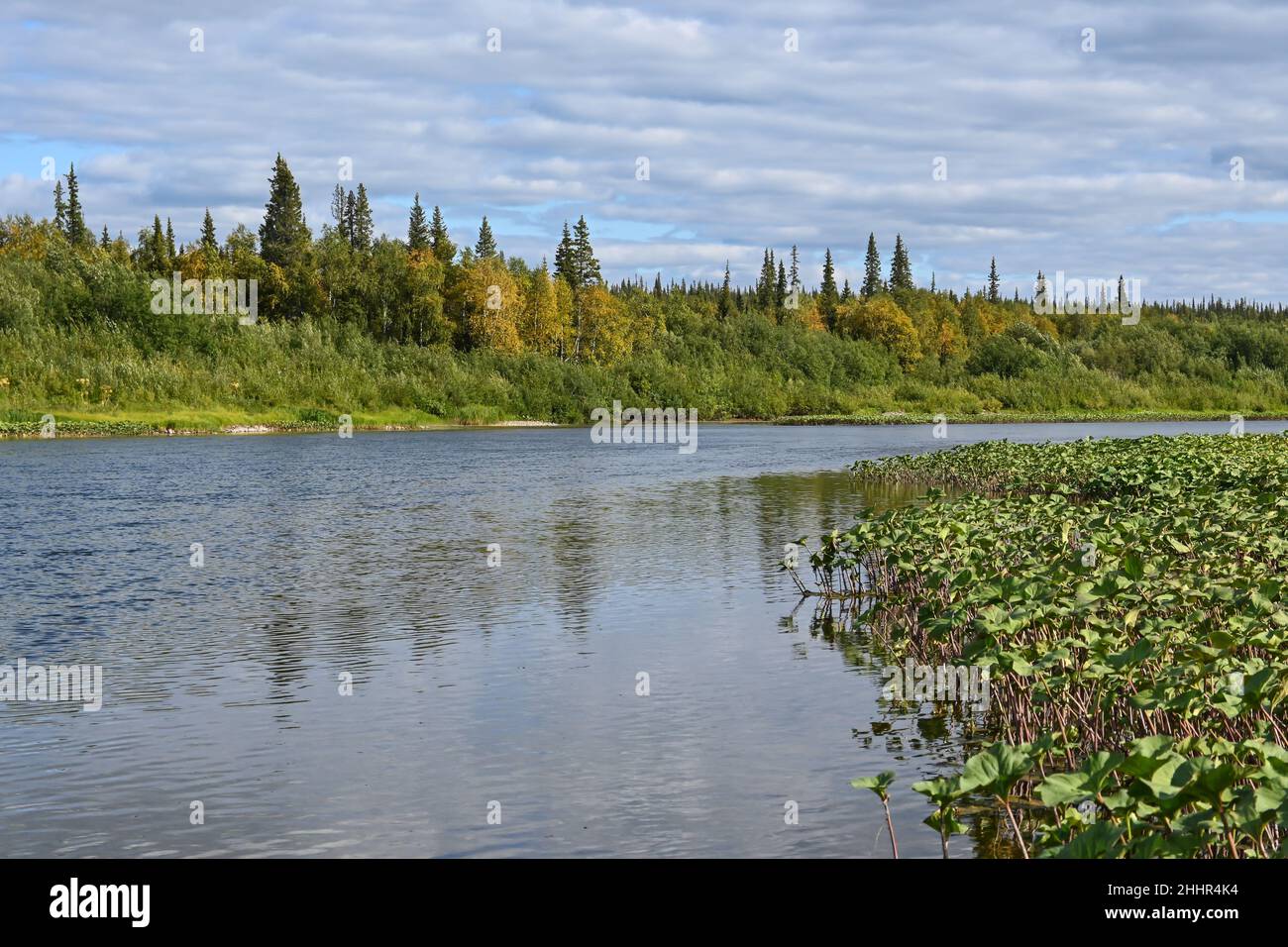 Ural circumpolar hi-res stock photography and images - Alamy