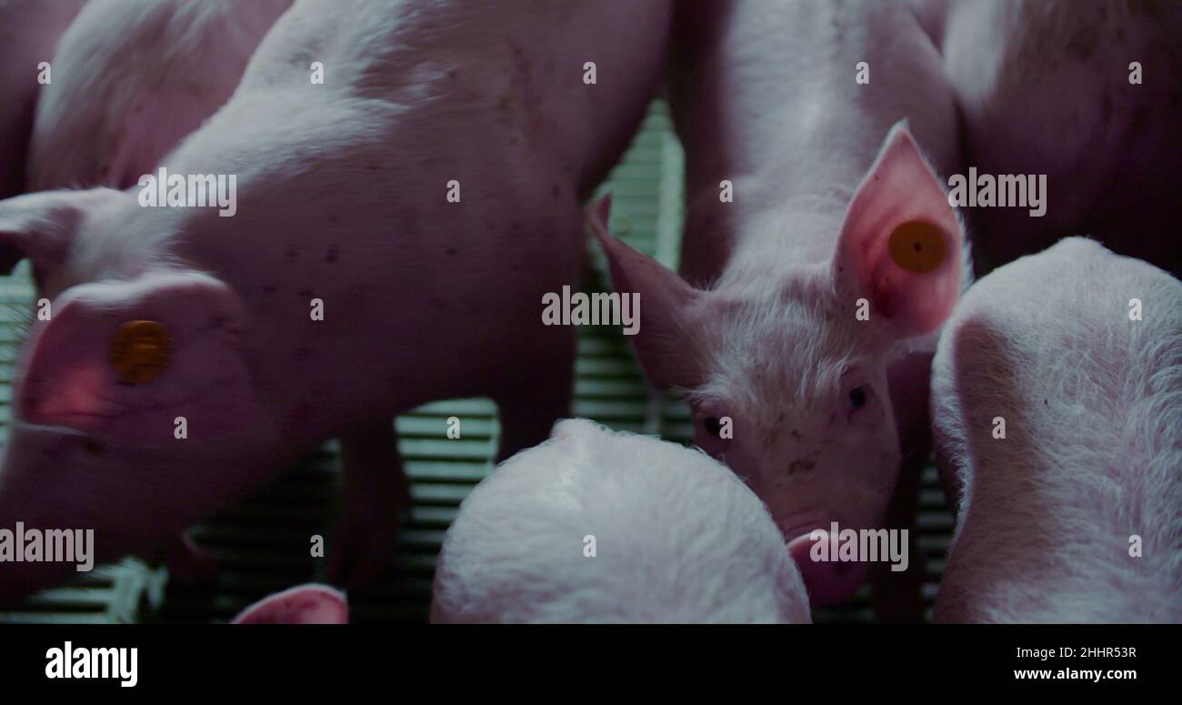 Pigs at Livestock farm. Pork Production, Livestock, Swine Stock Photo ...