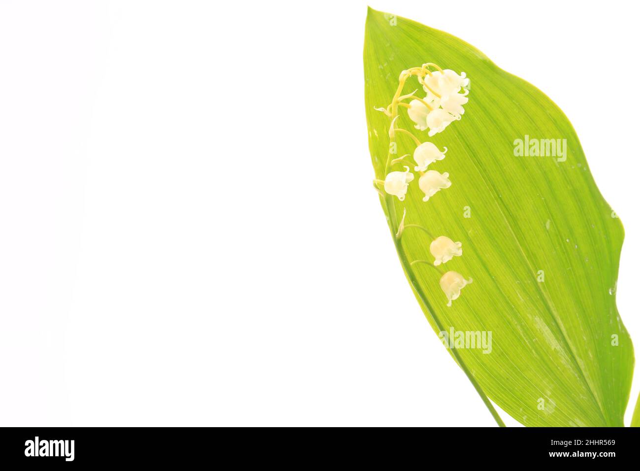 lilies of the valley isolated on white background Stock Photo - Alamy