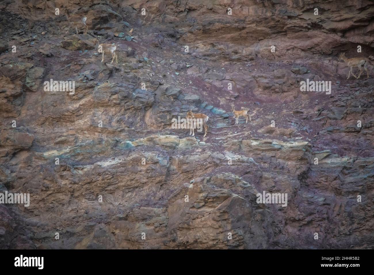 Bharal female, Blue Sheep, Pseudois nayaur, Ladakh, India Stock Photo ...