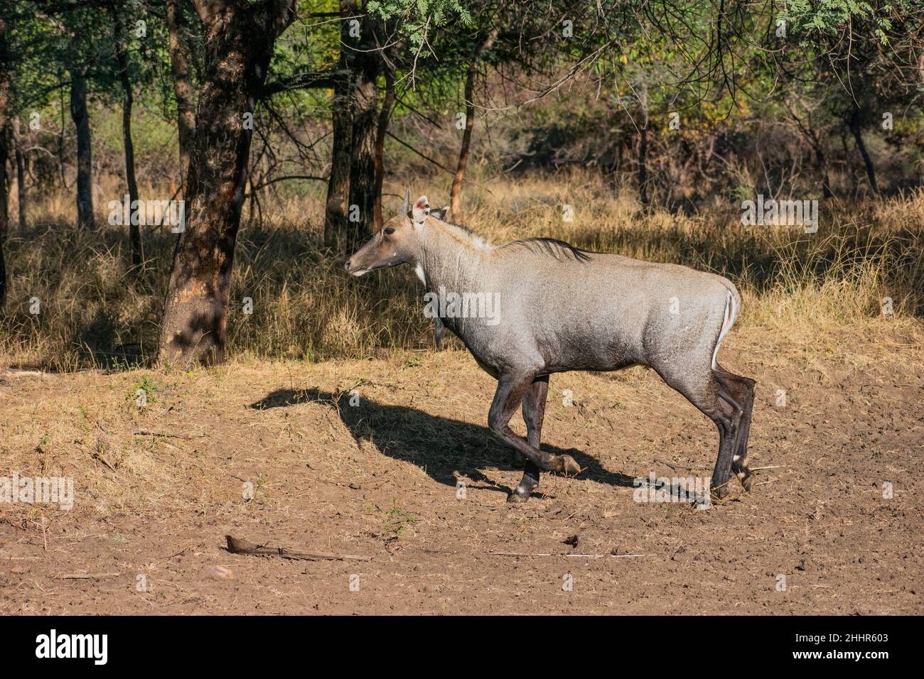 Blue Bull, Boselaphus tragocamelus, Rajasthan, India Stock Photo - Alamy
