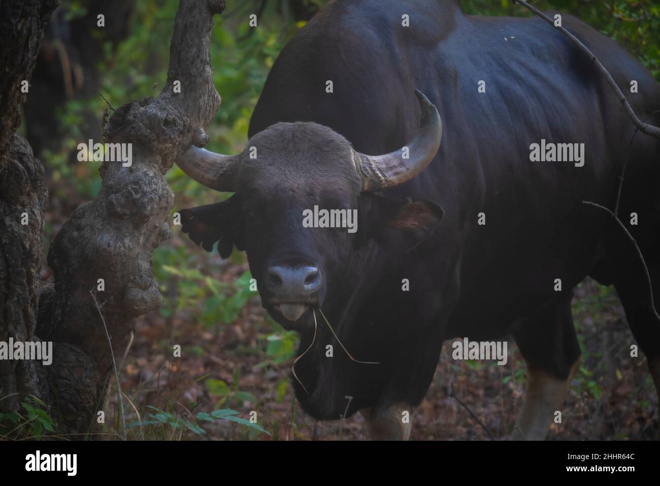 Gaur Size Comparison