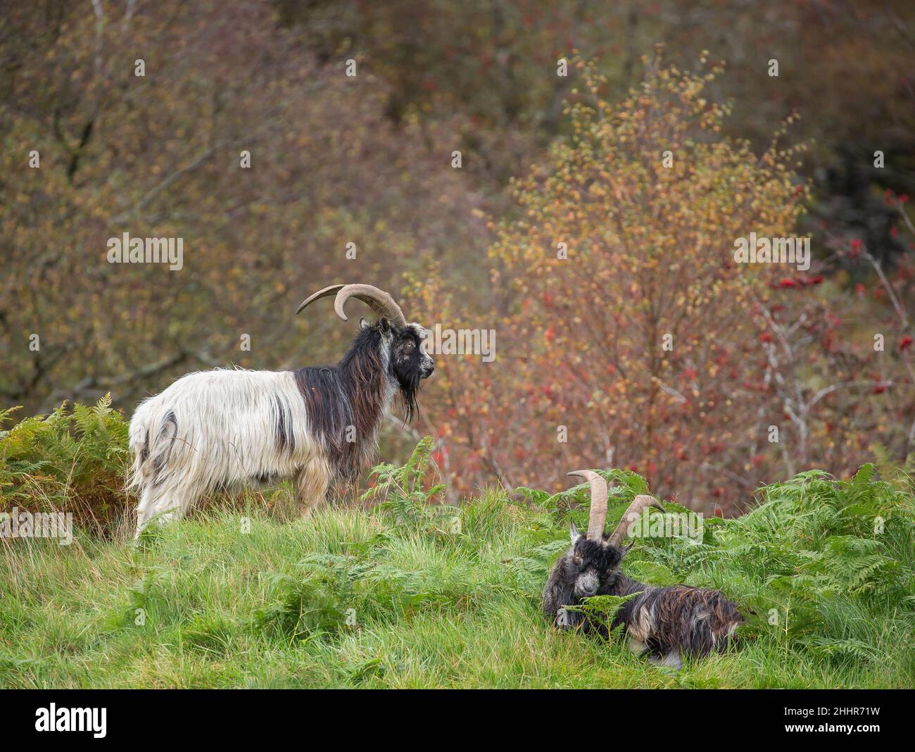 Wild male Welsh mountain goats in a field Stock Photo - Alamy