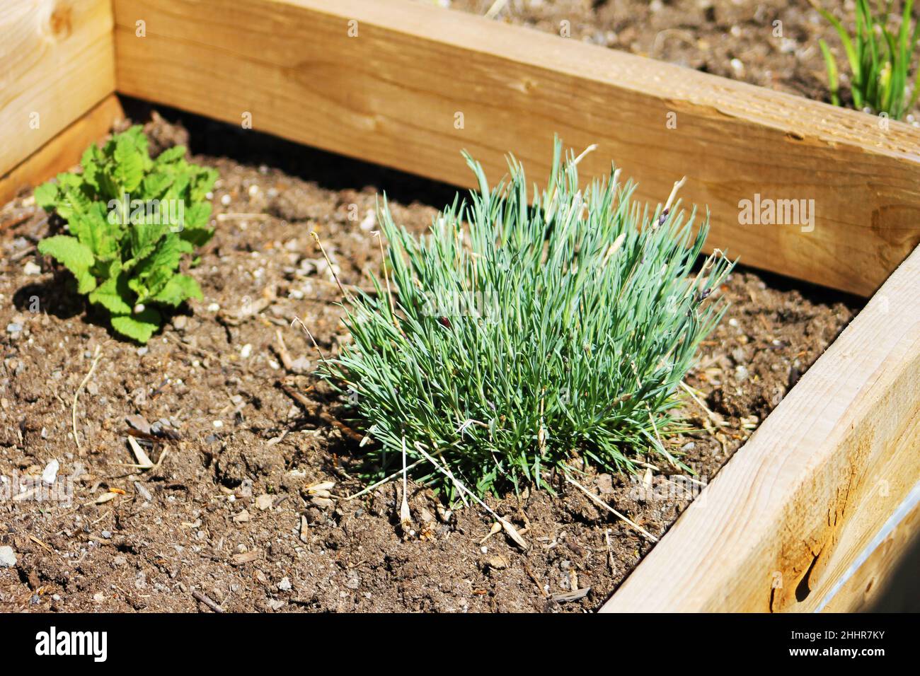 Planter box hi-res stock photography and images - Alamy