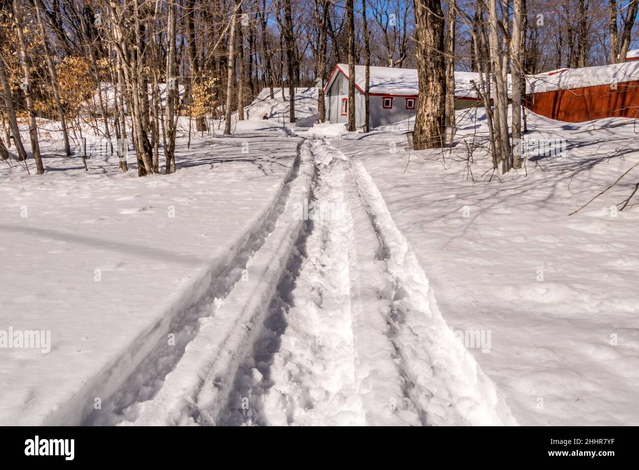 Snowmobile tracks in a wooded are by a sugar shack Stock Photo - Alamy