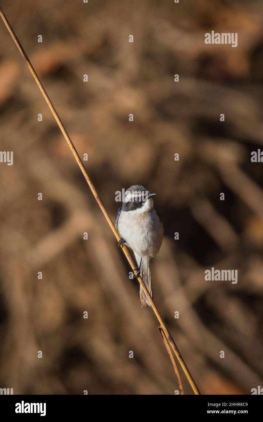 Grey Bush Chat, Saxicola ferreus, female, Uttarakhand, India Stock ...
