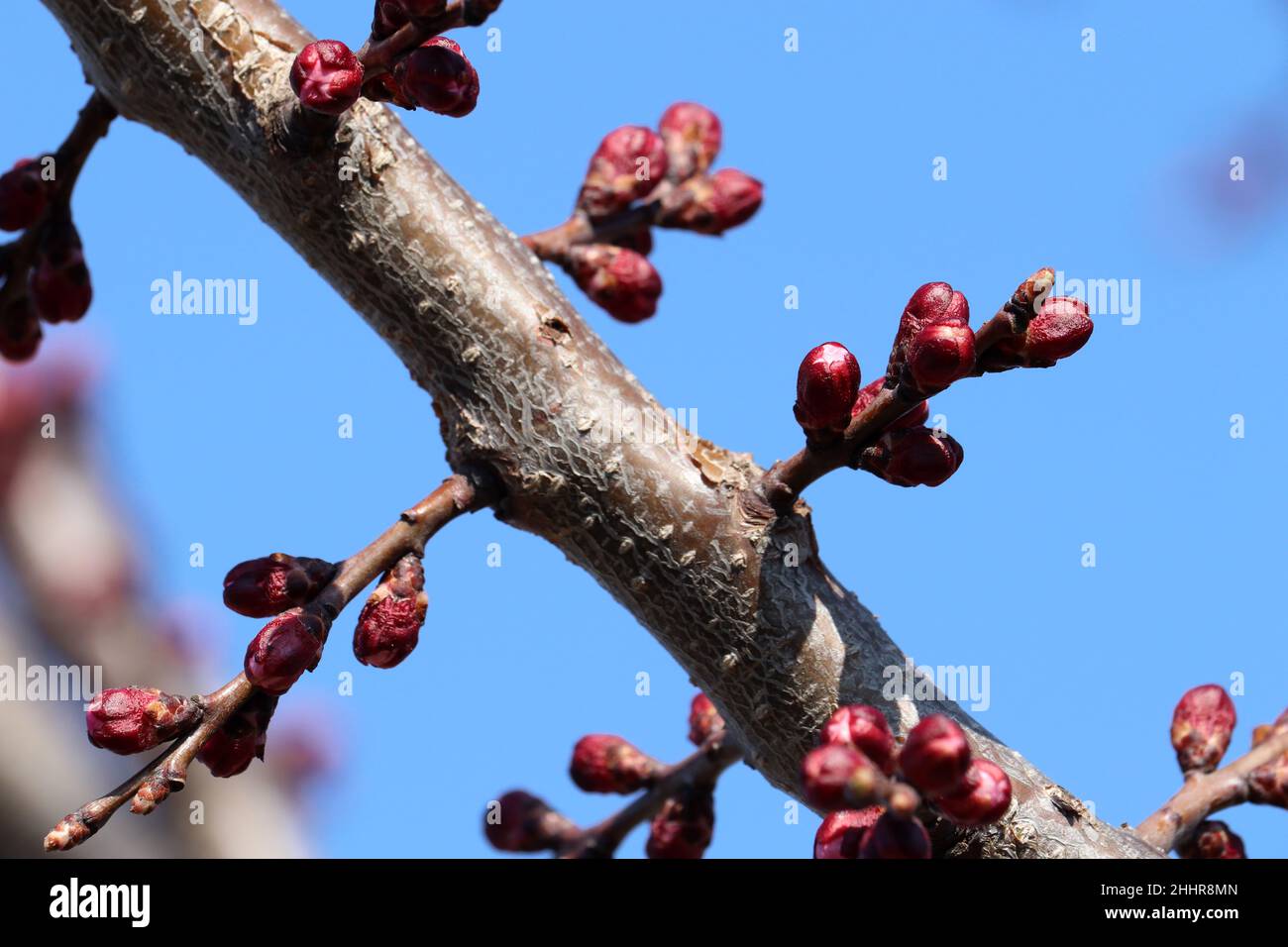 Pear tree buds hi-res stock photography and images - Alamy