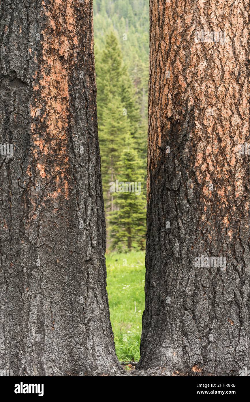 Fir trees show burn marks on the lower trunks. The distant landscape ...