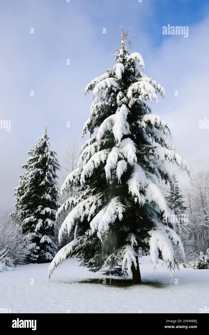 Snow on branches hemlock tree hi-res stock photography and images - Alamy