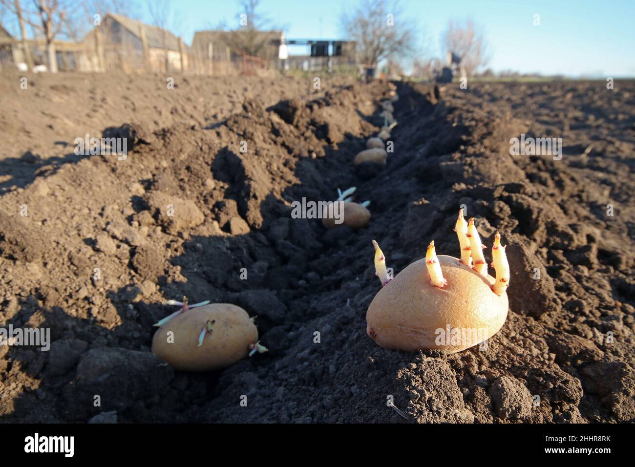Germinating potatoes. Planting germinating potato tubes into the ground ...