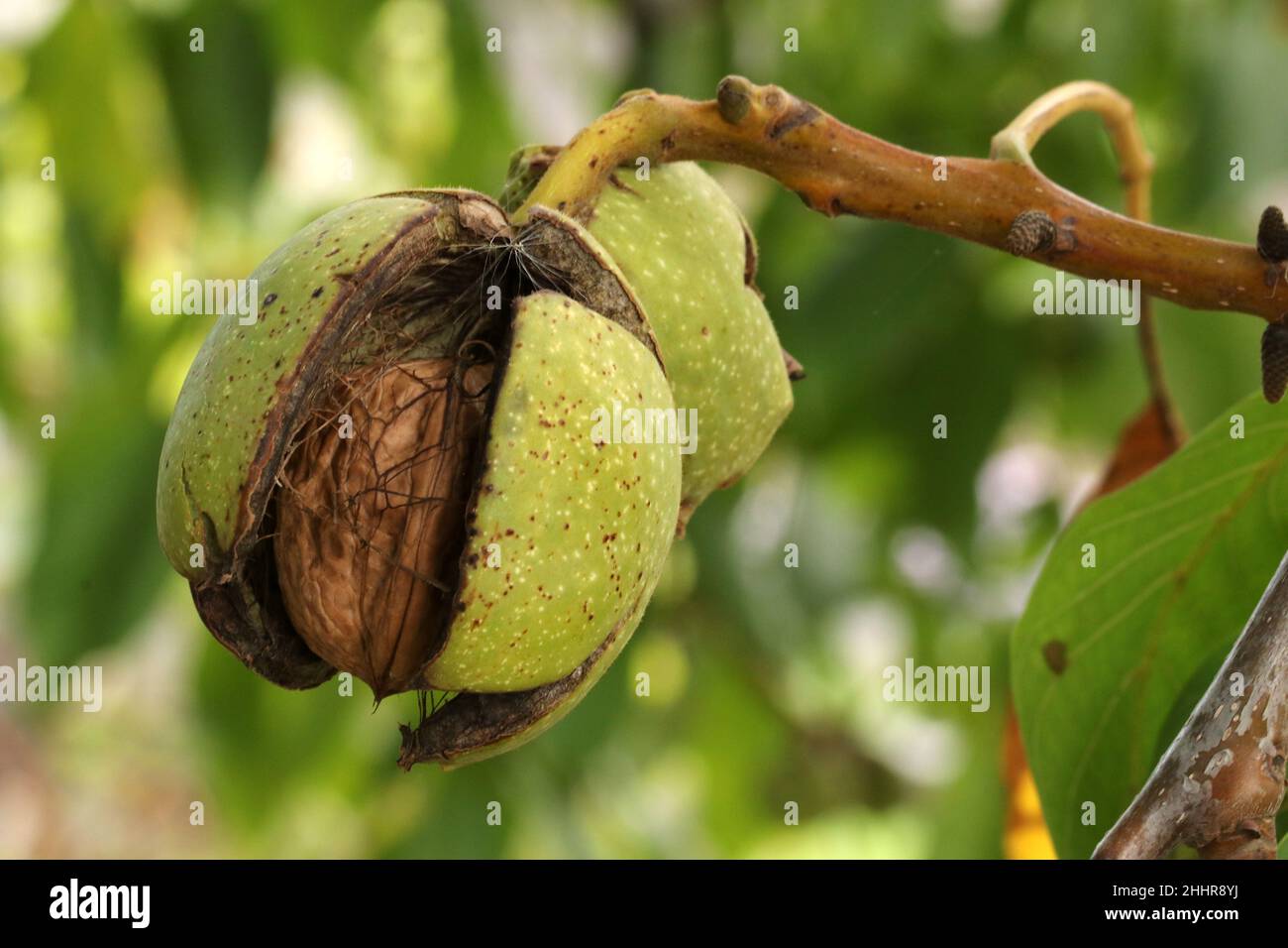 Ripe walnut on a branch. Half open shell Stock Photo - Alamy